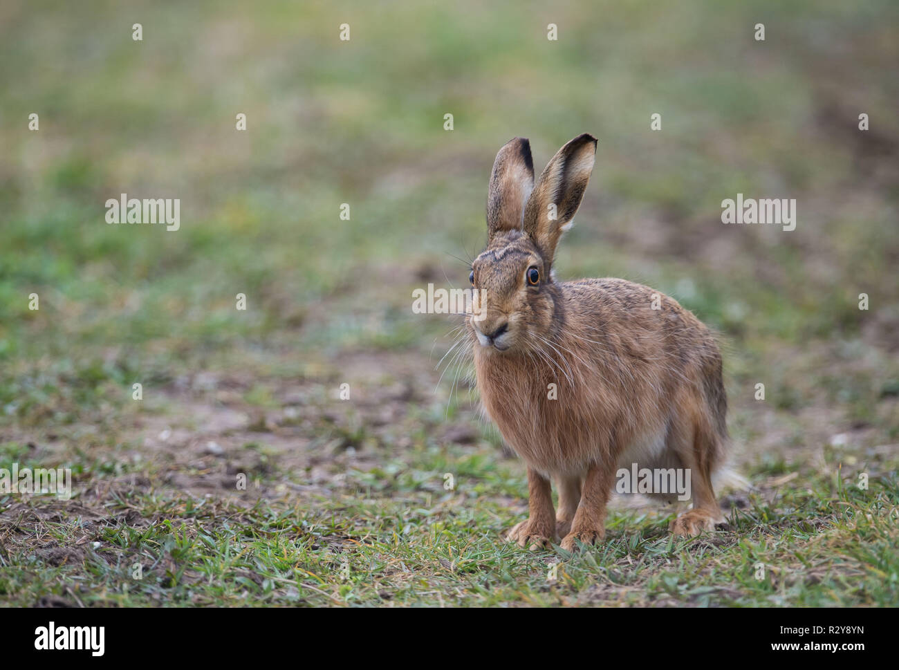 Hares form hi-res stock photography and images - Alamy