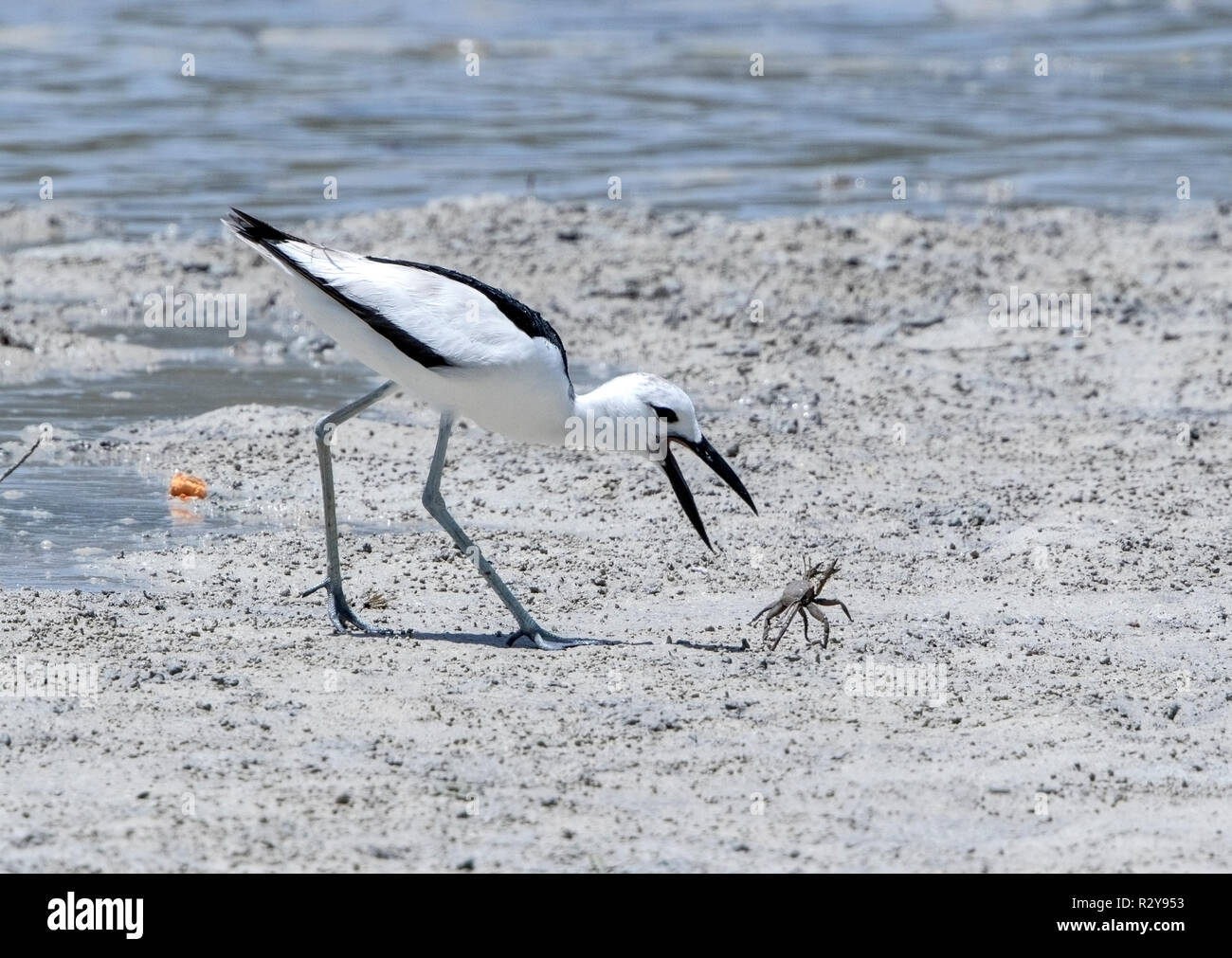 crab plover Dromas ardeola adult feeding on crab in estuary in ...