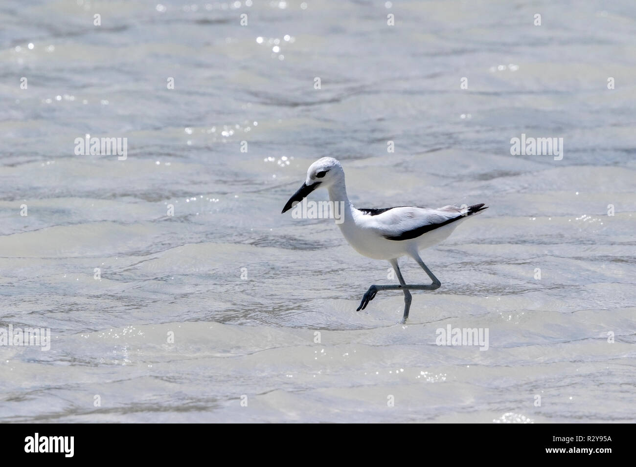 crab plover Dromas ardeola adult feeding in estuary in Seychelles ...