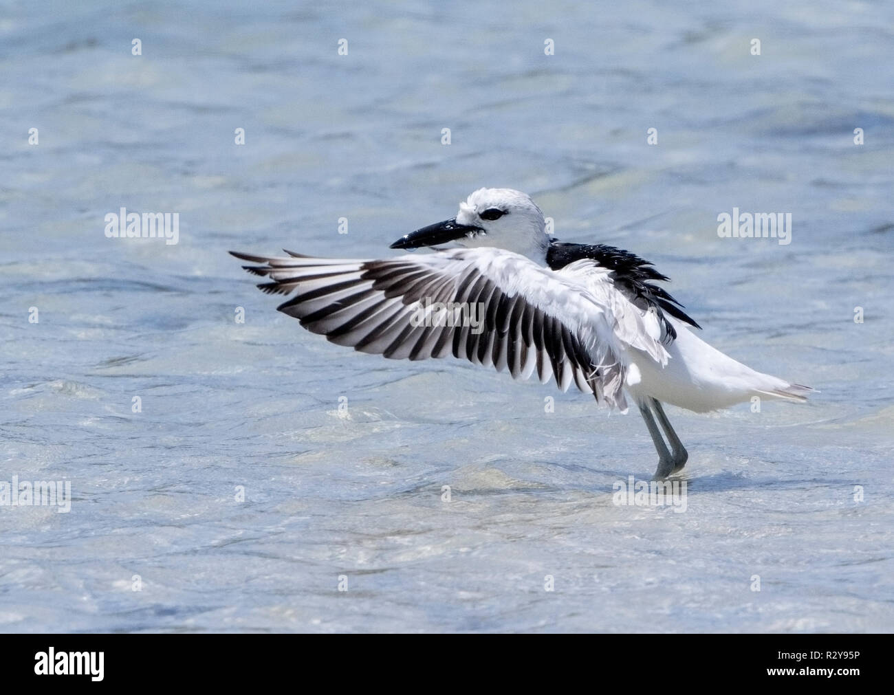 crab plover Dromas ardeola adult wing stretching in estuary in ...