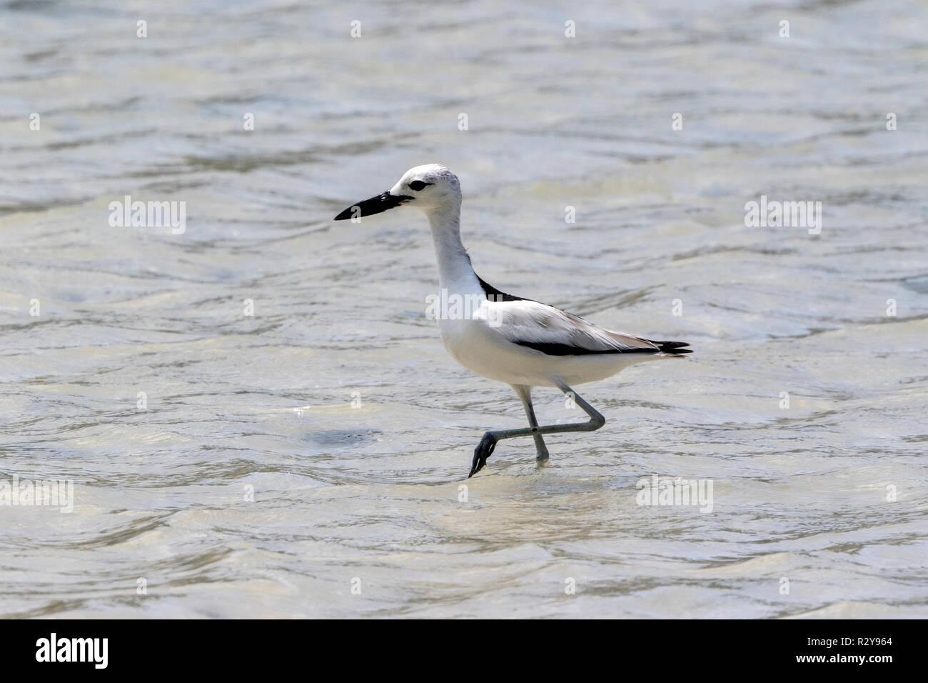 crab plover Dromas ardeola adult feeding in estuary in Seychelles ...