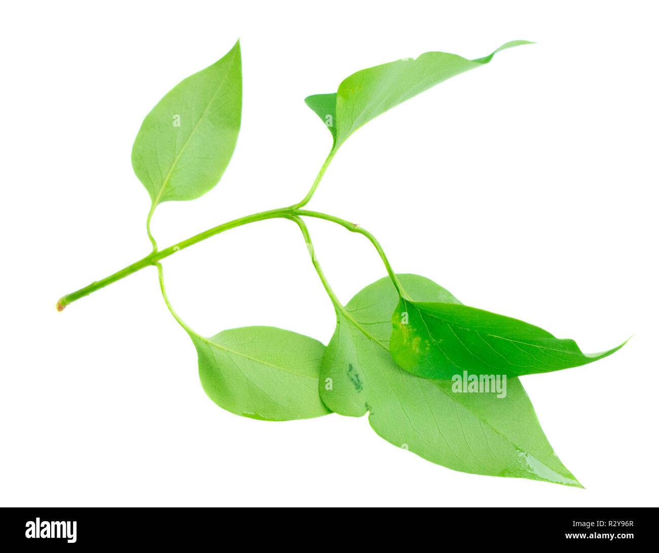 Lilac leaves Cut Out Stock Images & Pictures - Alamy