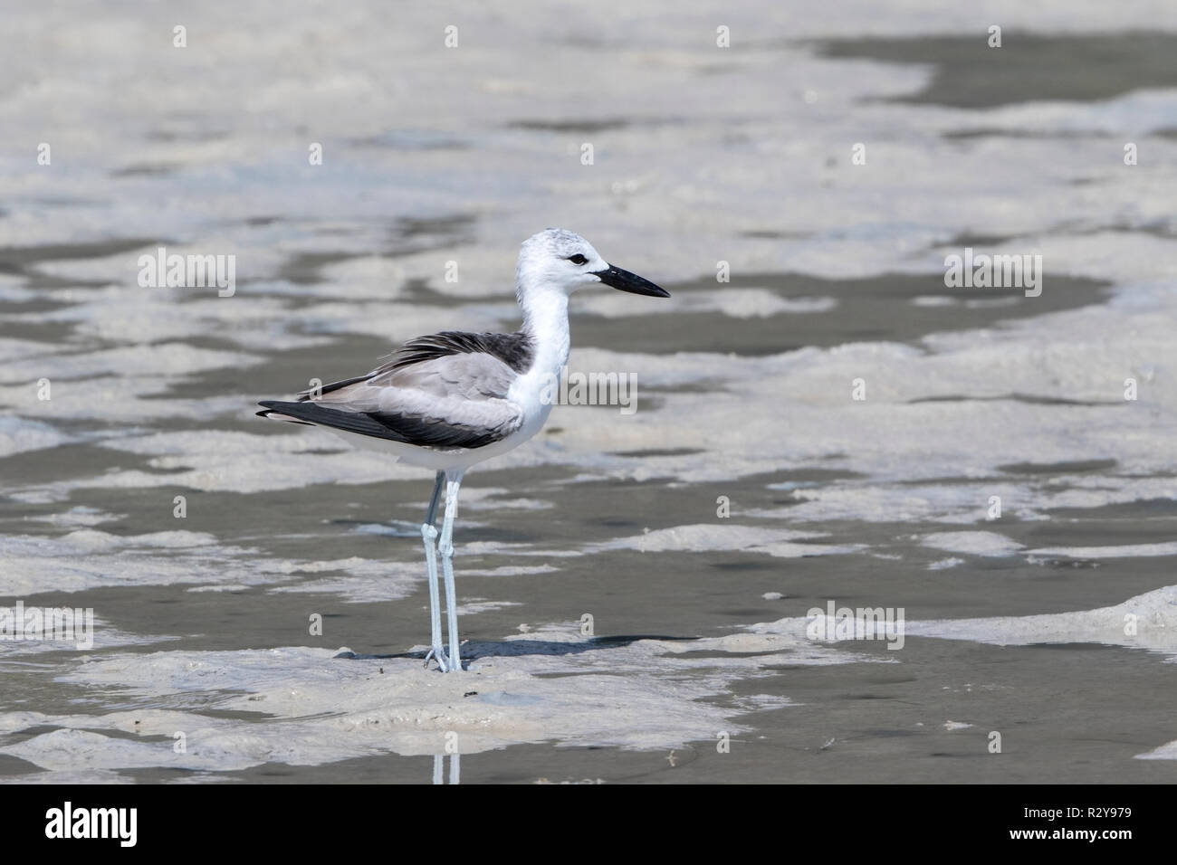 crab plover Dromas ardeola juvenile bird feeding in estuary in ...