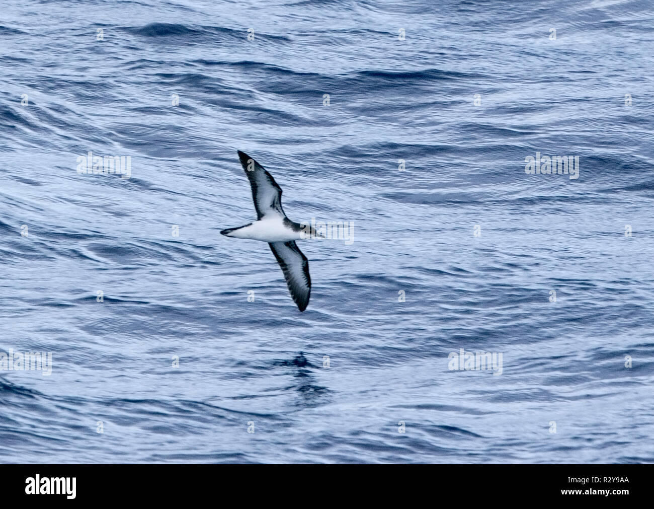 tropical shearwater Puffinus bailloni adult soaring over Indian Ocean ...