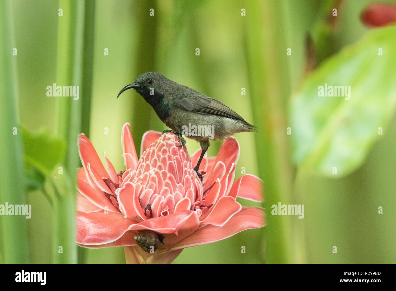 Seychelles sunbird Cinnyris dussumieri adult male feeding on ginger ...