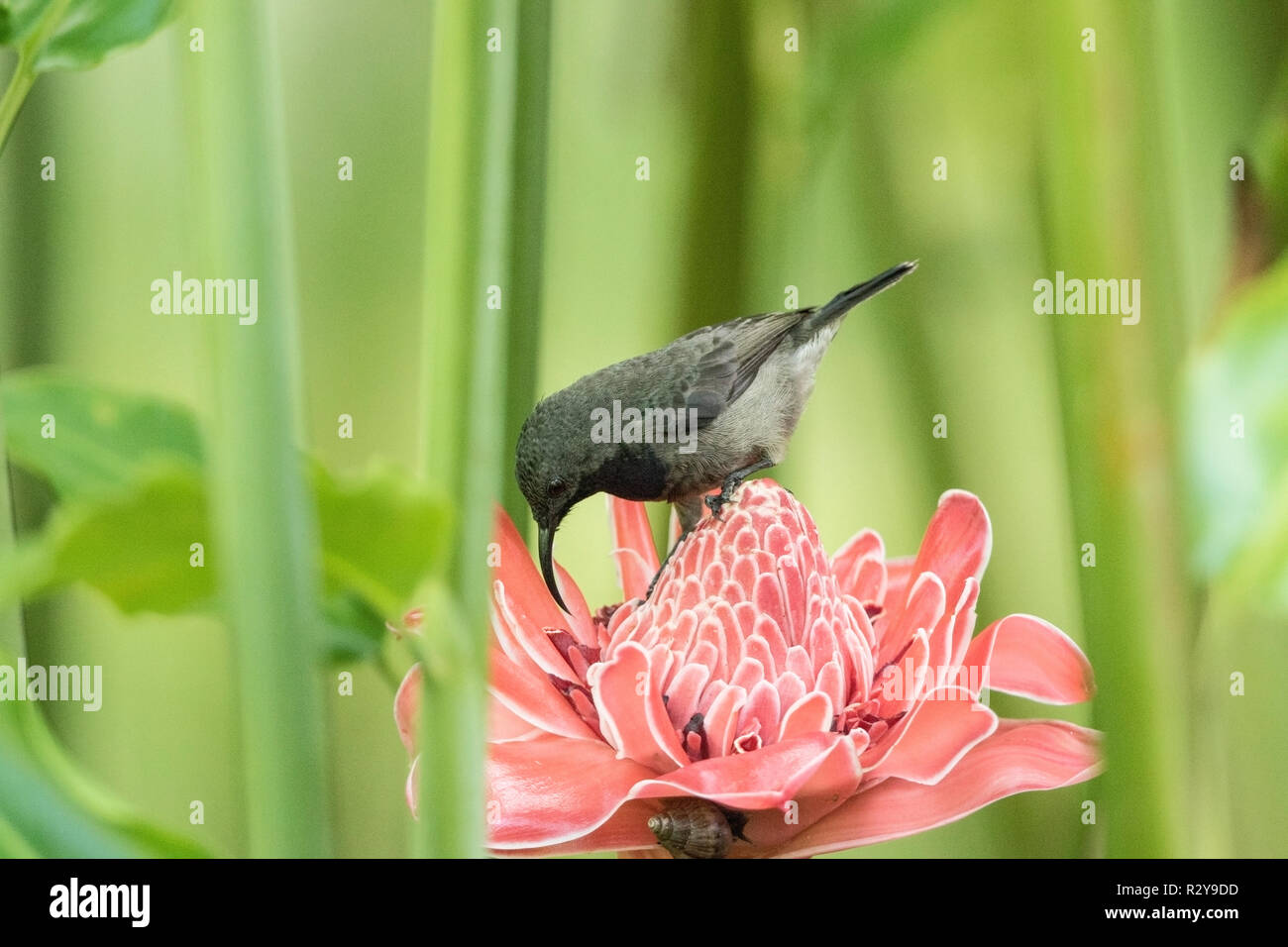 Seychelles sunbird Cinnyris dussumieri adult male feeding on ginger ...