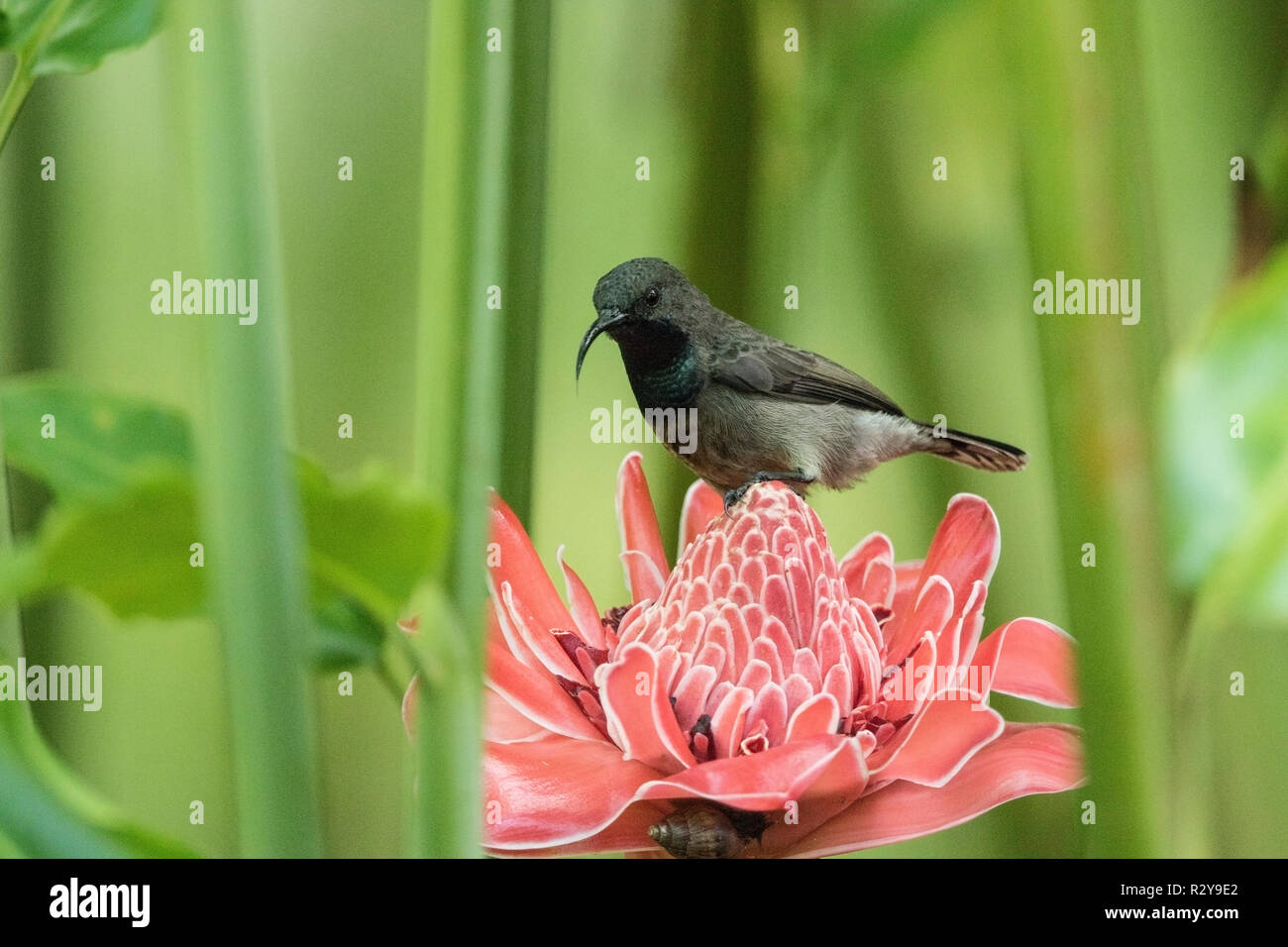 Seychelles sunbird Cinnyris dussumieri adult male feeding on ginger ...
