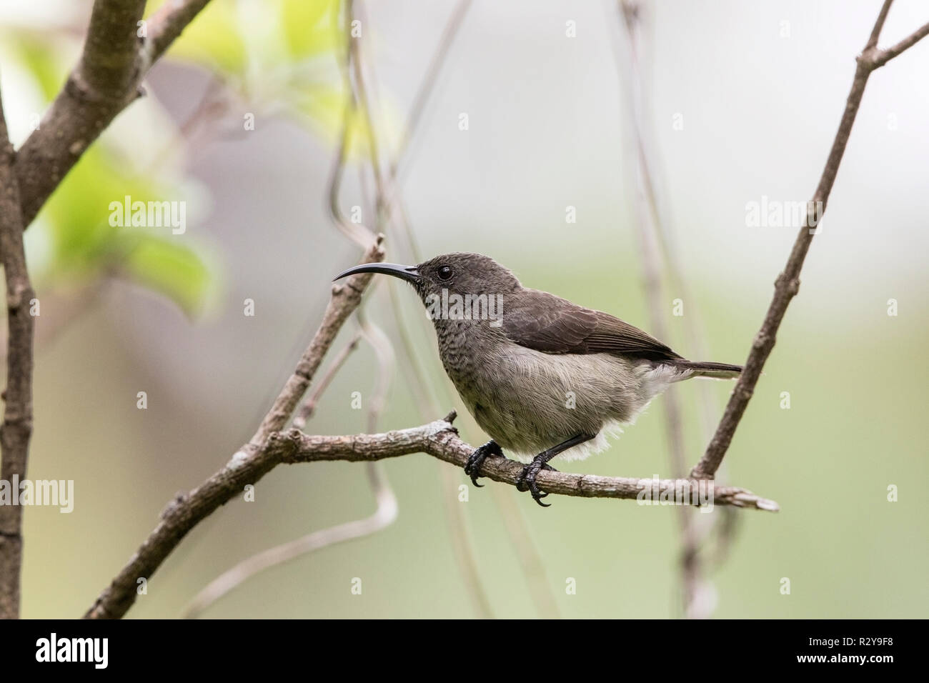 Seychelles sunbird Cinnyris dussumieri adult male feeding on ginger ...