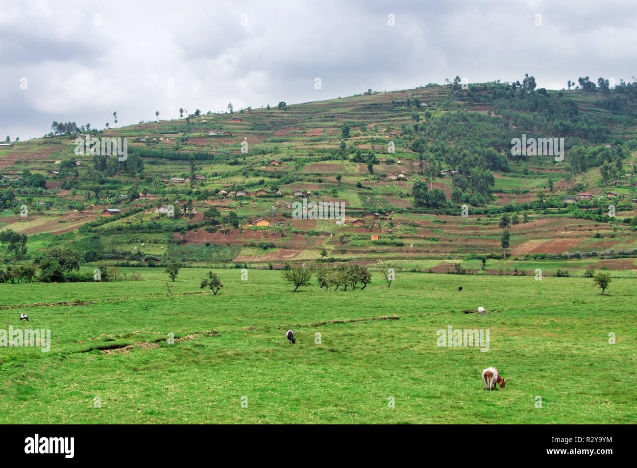 Virungaberge hi-res stock photography and images - Alamy