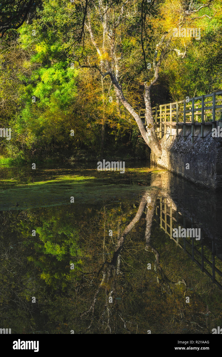 Autumn reflecting tree at Angers city, France Stock Photo - Alamy