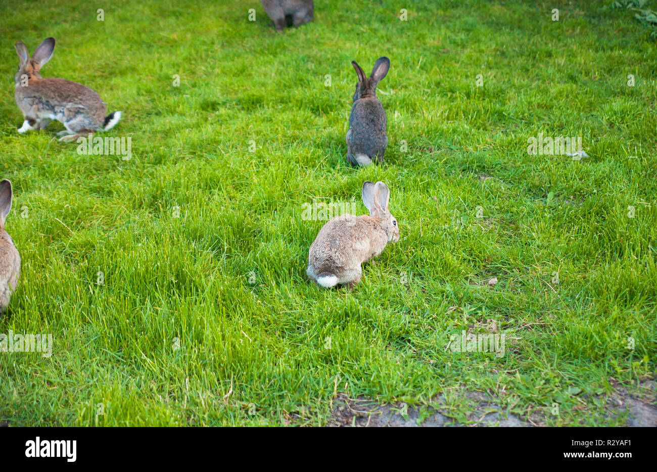 rabbits eat grass in a green garden Stock Photo - Alamy