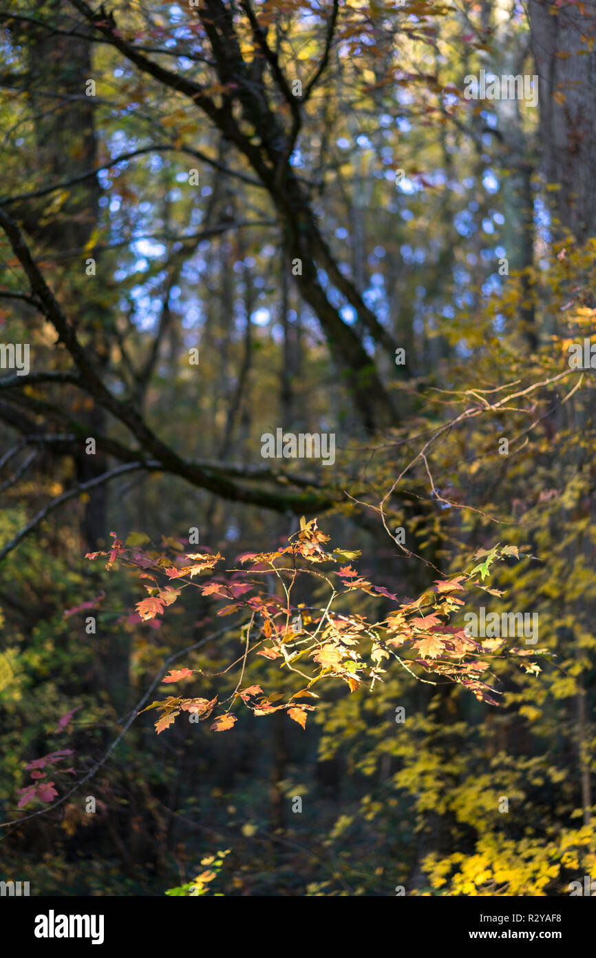 Autumn forest scenery, selective focus on leaves Stock Photo - Alamy