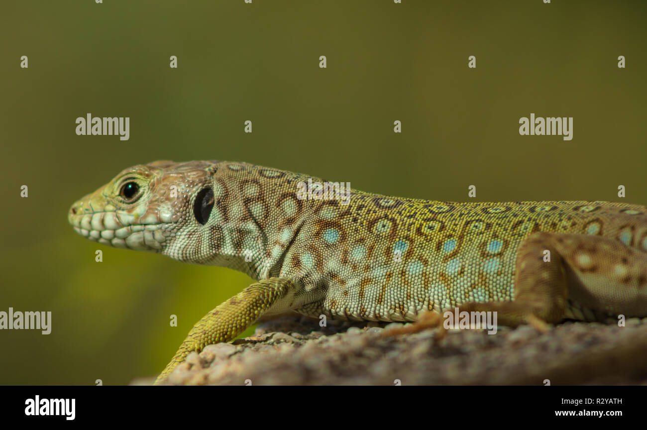 Timon lepidus, Ocellated lizard, Jeweled lizard Stock Photo - Alamy