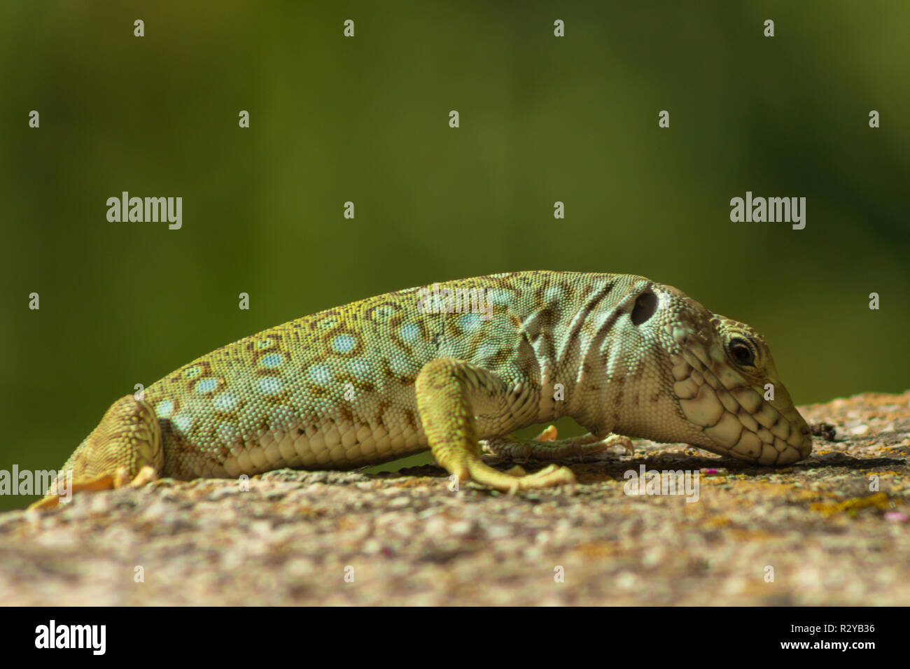 Timon lepidus, Ocellated lizard, Jeweled lizard Stock Photo - Alamy