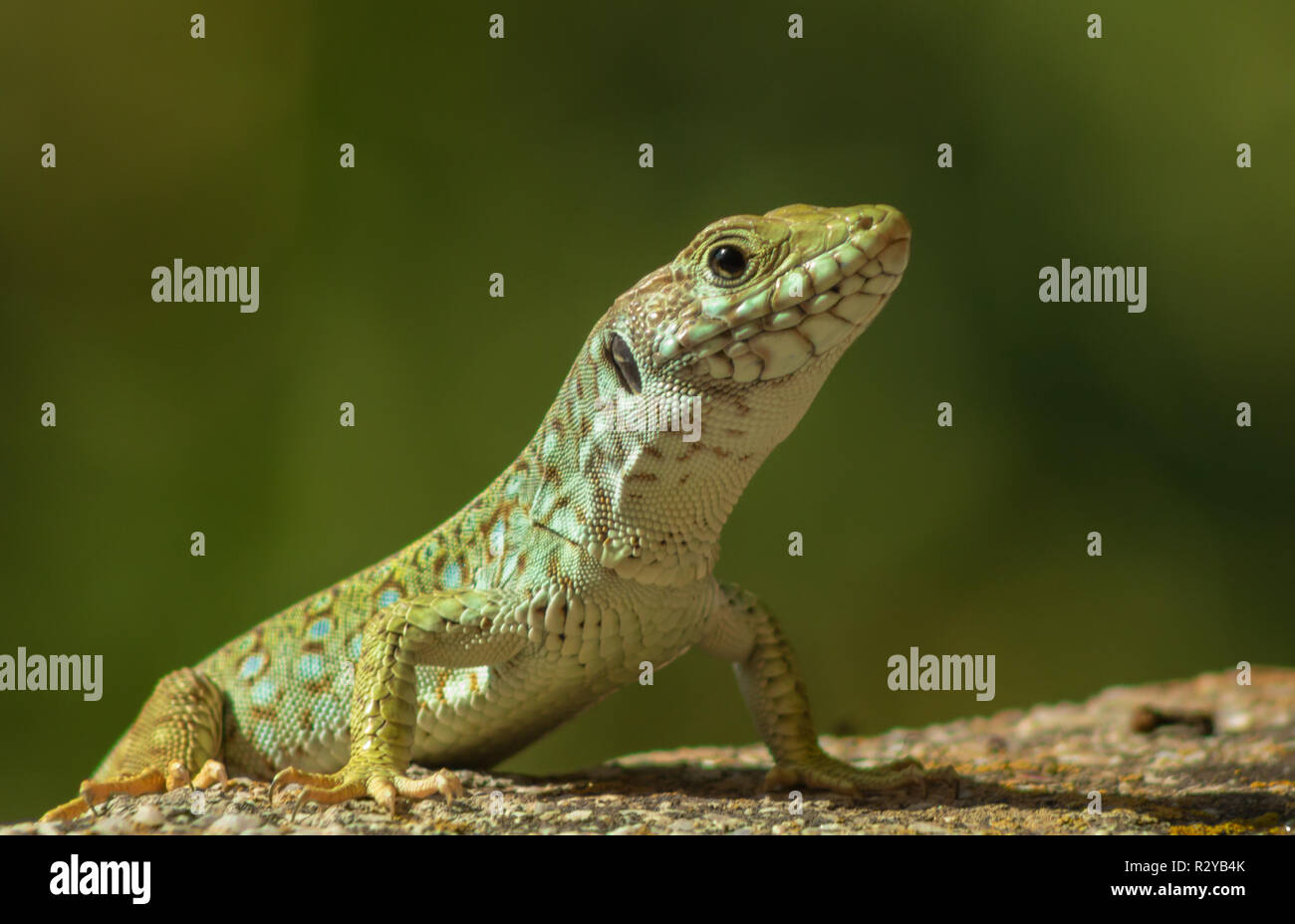 Timon lepidus, Ocellated lizard, Jeweled lizard Stock Photo - Alamy