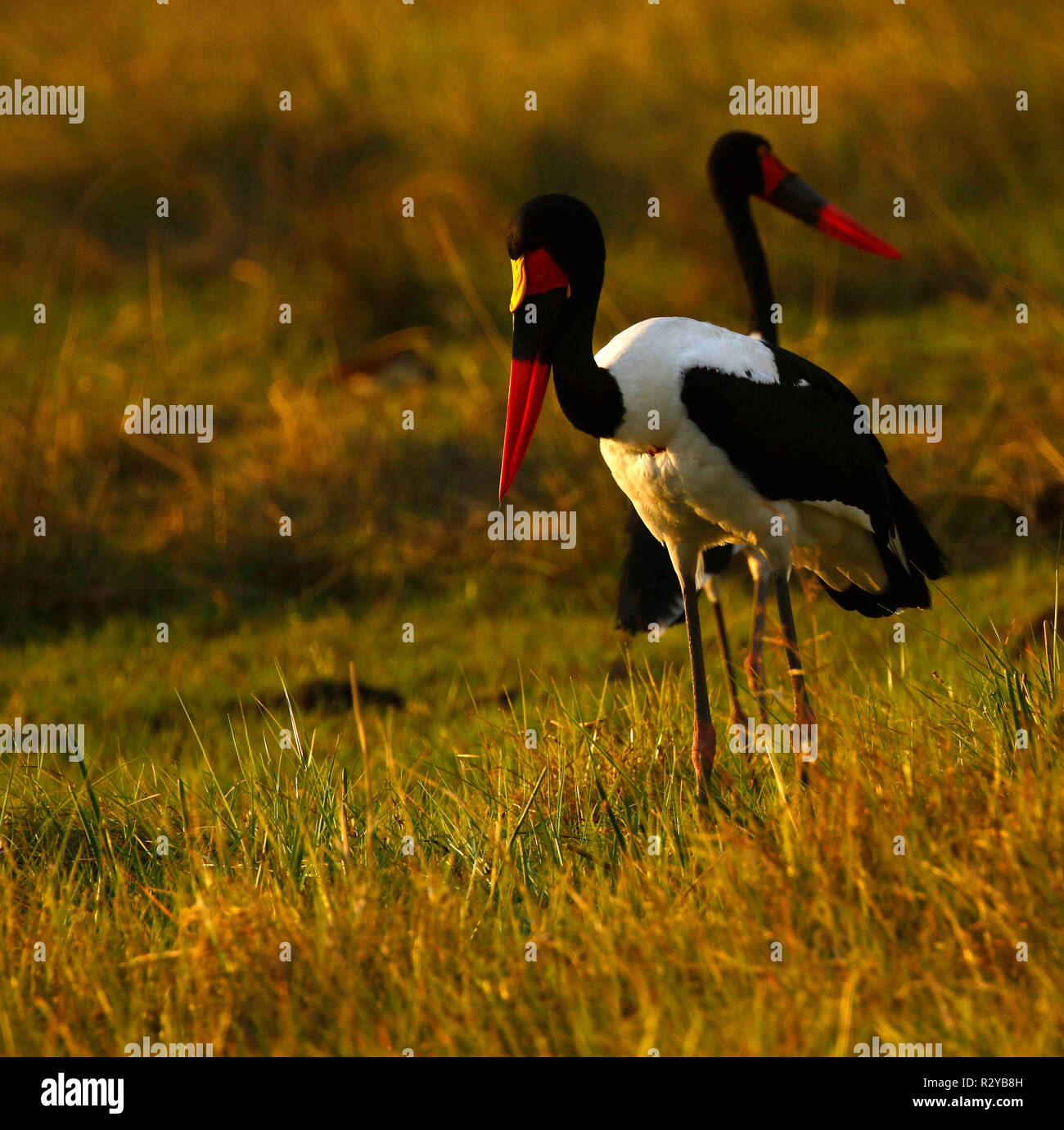 Saddle-billed storks on the Delta Stock Photo - Alamy