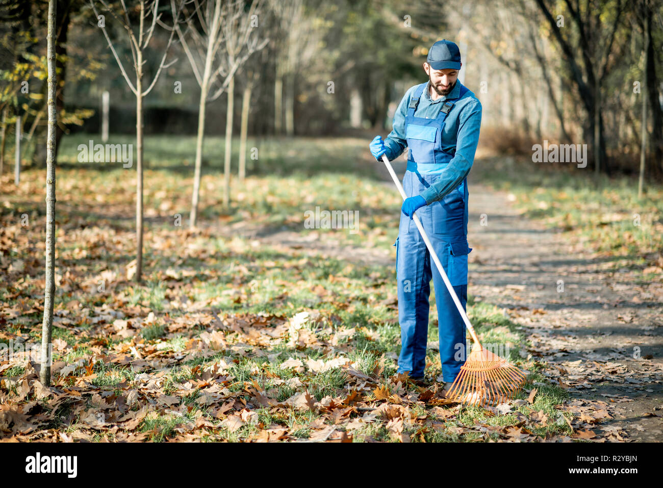 Professional male sweeper in blue uniform raking leaves in the garden ...