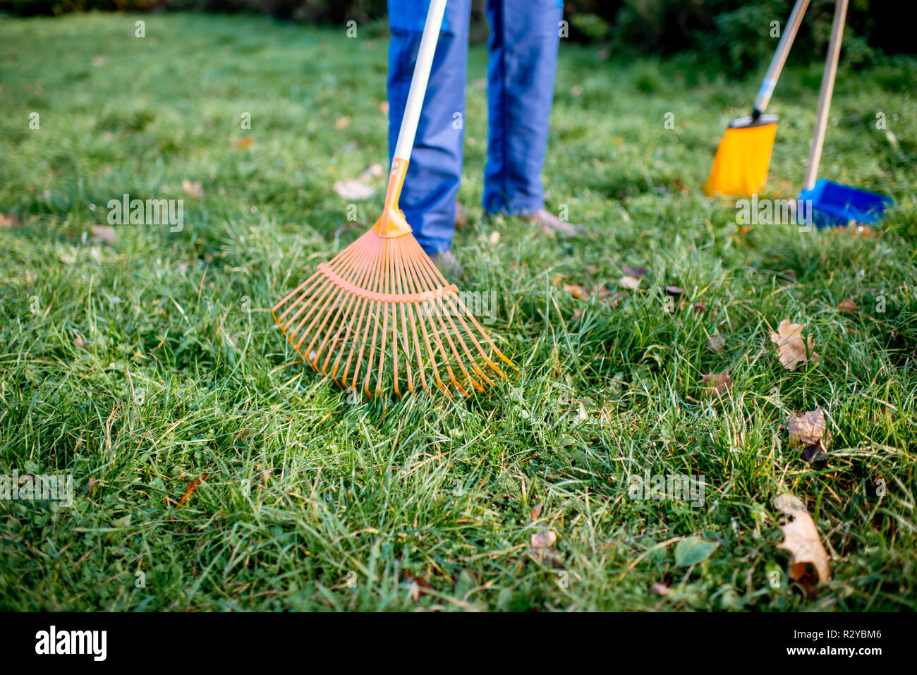 Man sweeping leaves with orange rake on the green lawn, close-up view ...