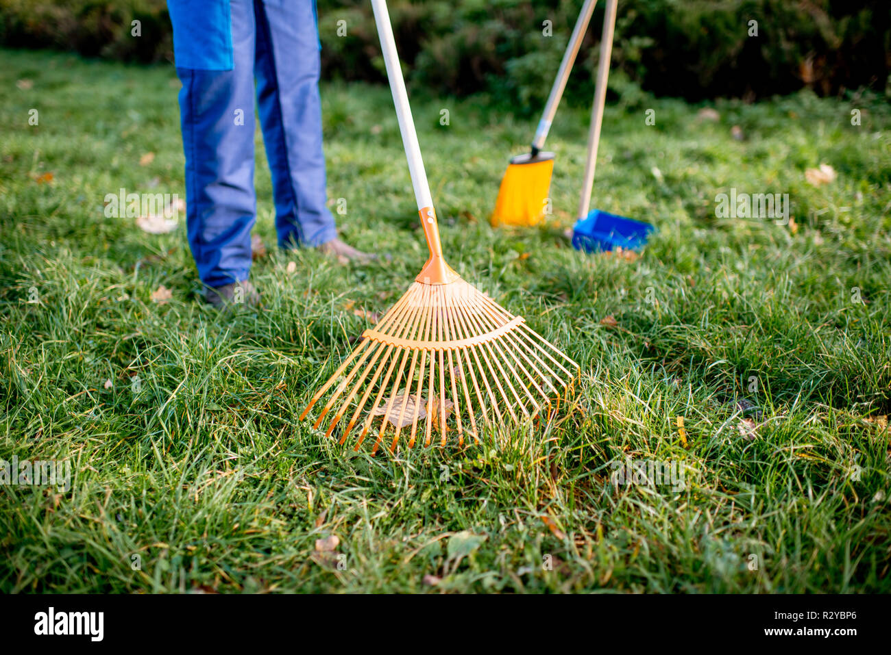 Man sweeping leaves with orange rake on the green lawn, close-up view ...
