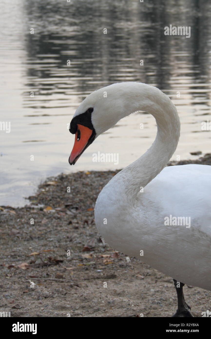 Nata River High Resolution Stock Photography and Images - Alamy