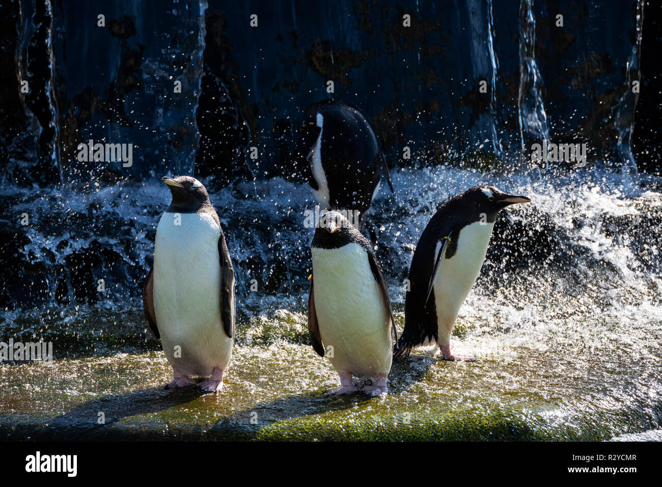 Papua scotland hi-res stock photography and images - Alamy