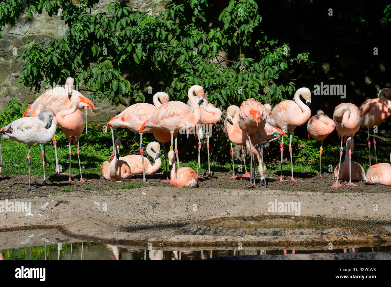 Edinburgh zoo flamingos hi-res stock photography and images - Alamy