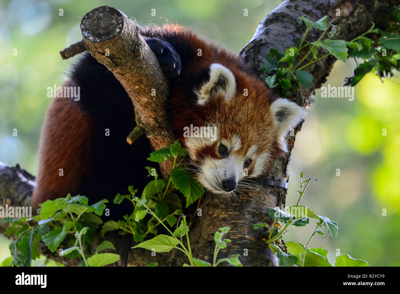 Red panda (ailurus fulgens) sitting in tree in Edinburgh Zoo, Scotland ...