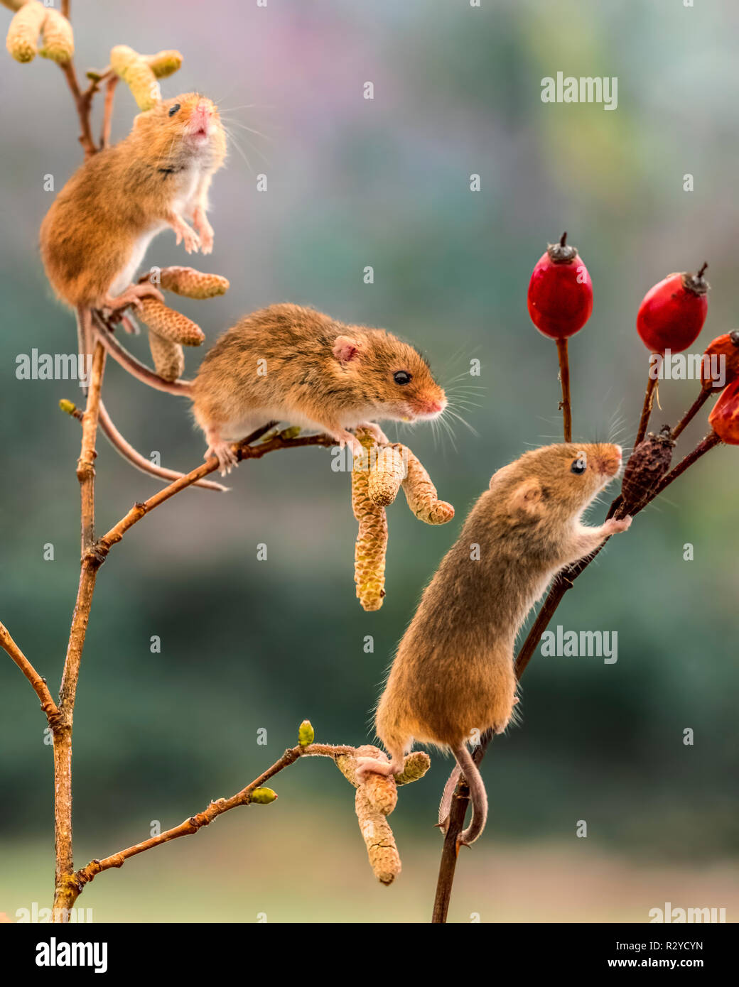 Mice playing hi-res stock photography and images - Alamy