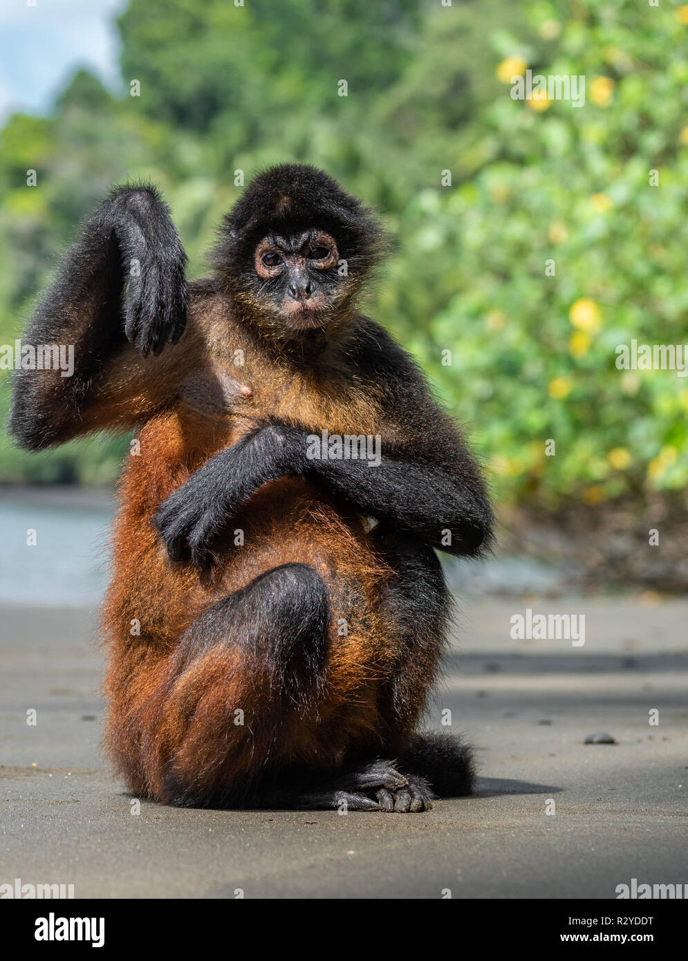 Monkey in Costa Rica Stock Photo - Alamy