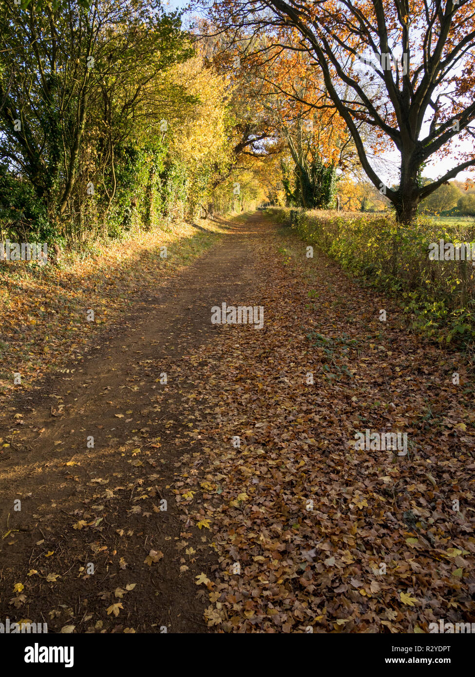 colours of autumn in Norfolk Stock Photo - Alamy