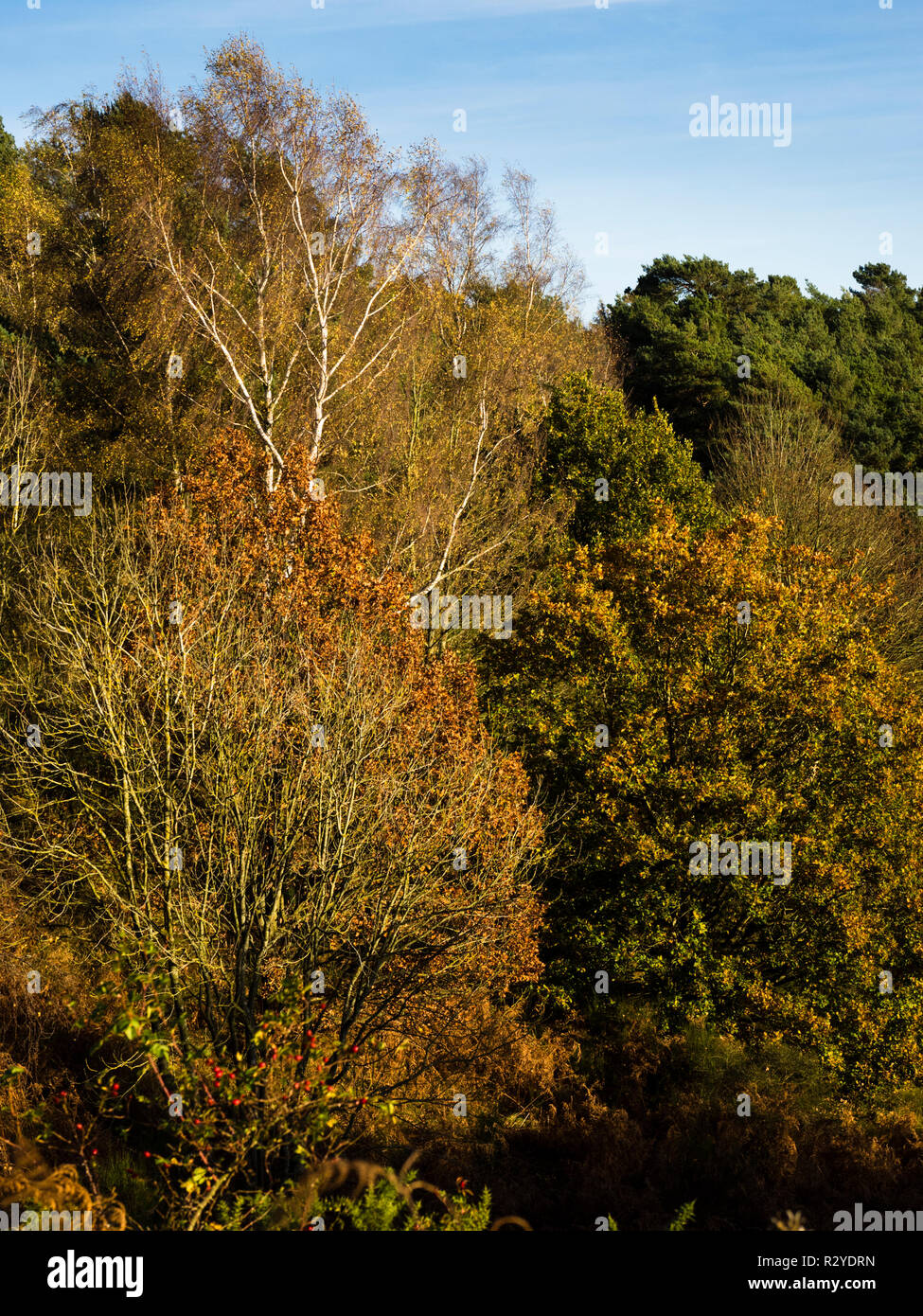 colours of autumn in Norfolk Stock Photo - Alamy