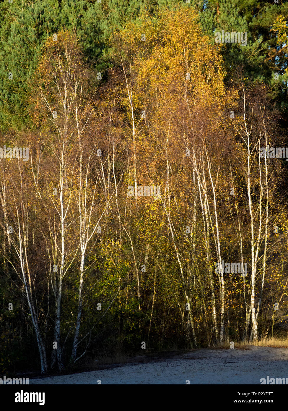 colours of autumn in Norfolk Stock Photo - Alamy