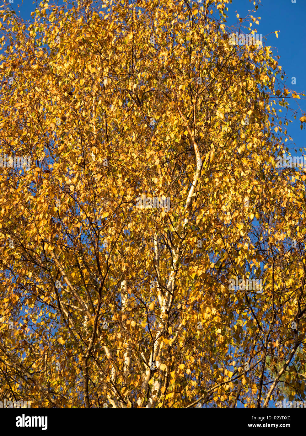 colours of autumn in Norfolk Stock Photo - Alamy
