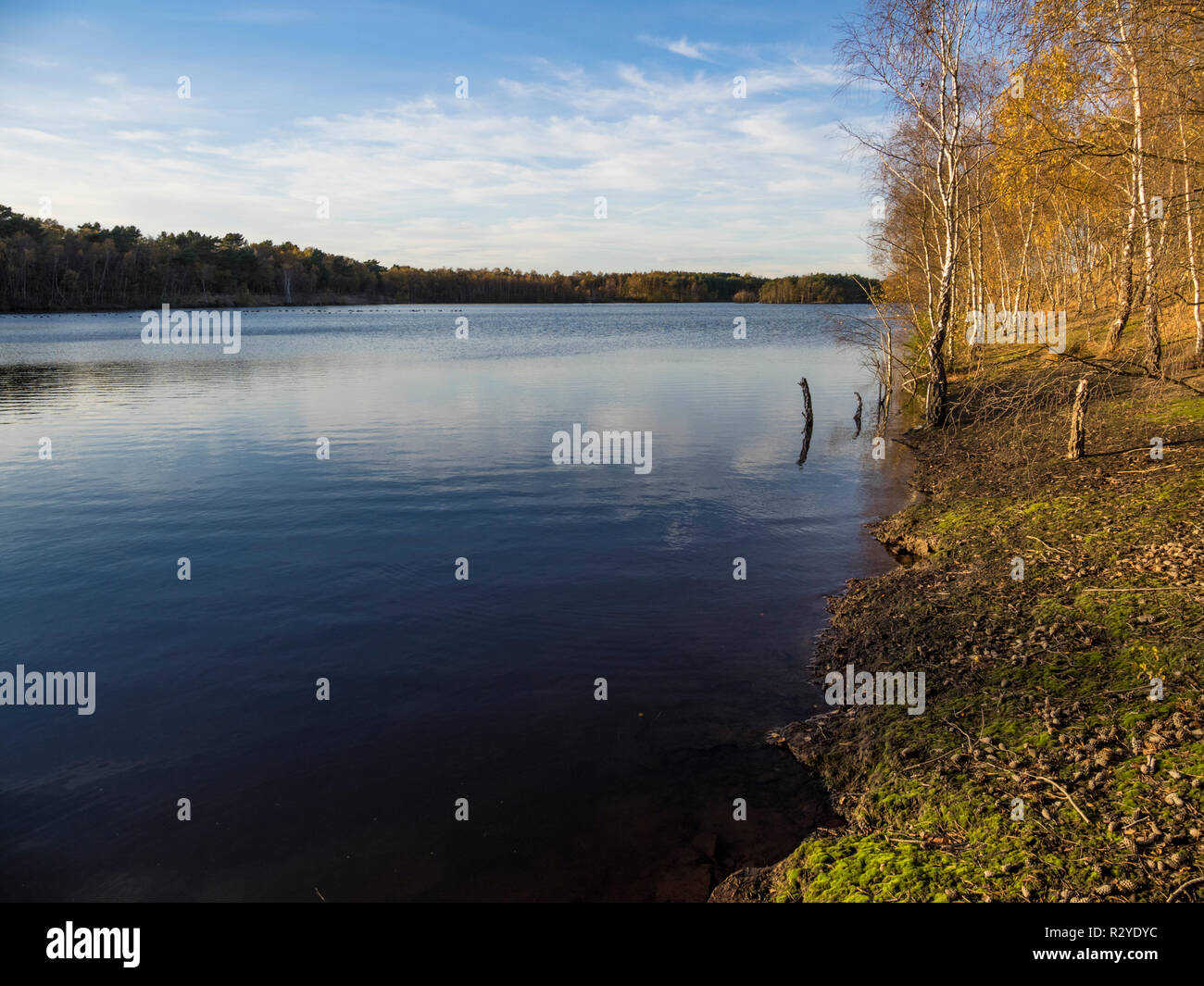 The orange tree, norfolk hi-res stock photography and images - Alamy