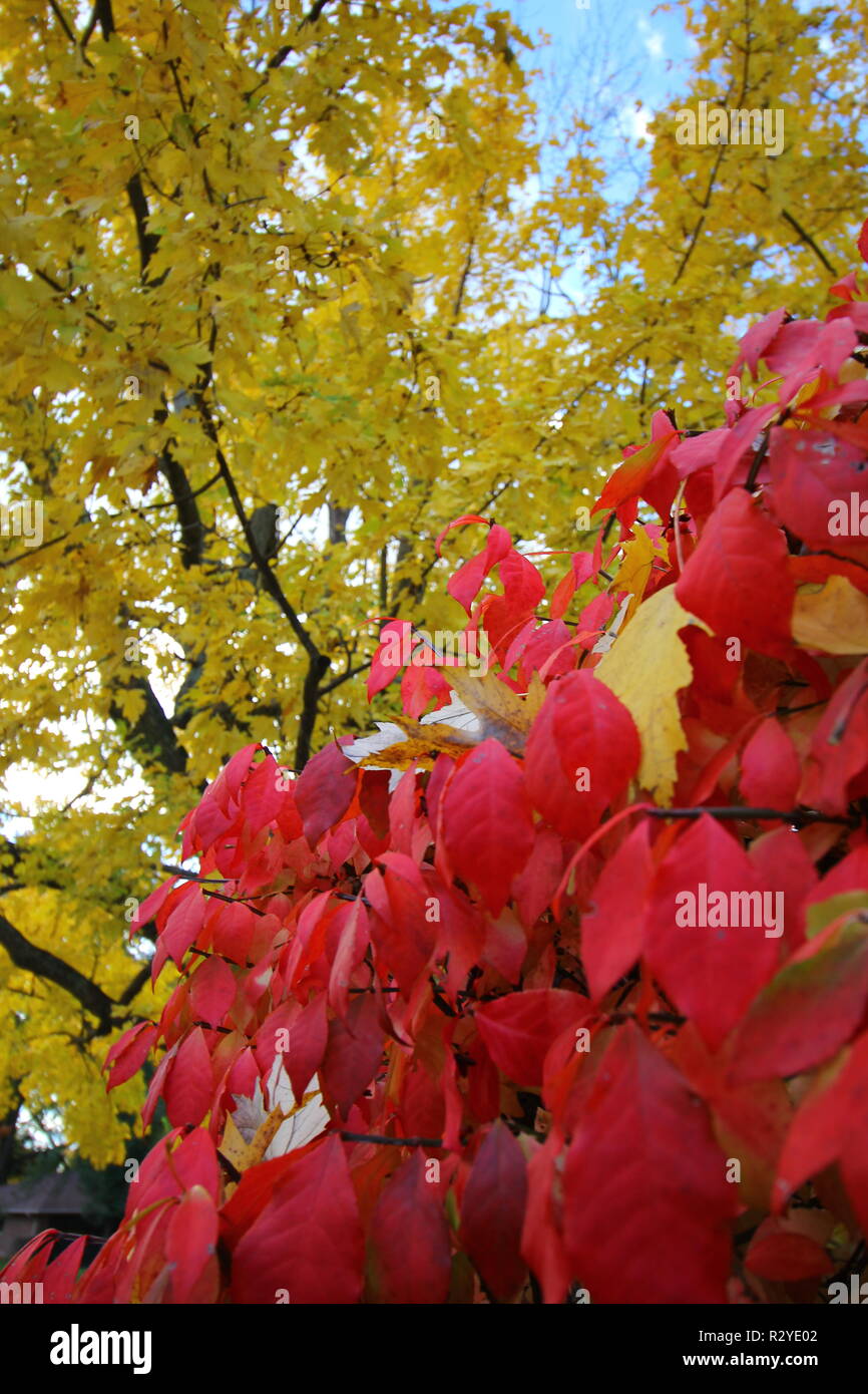 Burning Bush in Autumn Stock Photo - Alamy