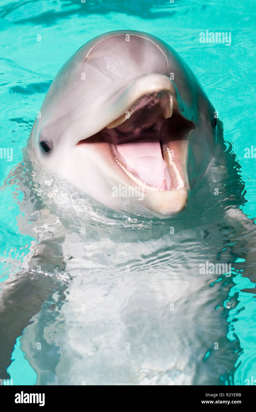 Dolphin teeth fish hi-res stock photography and images - Alamy