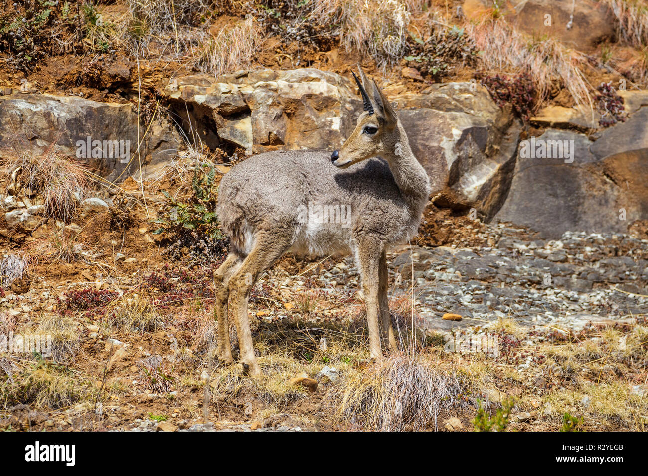 Gray Rhebok Pelea capreolus Sani Pass, Kwazulu-Natal, South Africa 31 ...