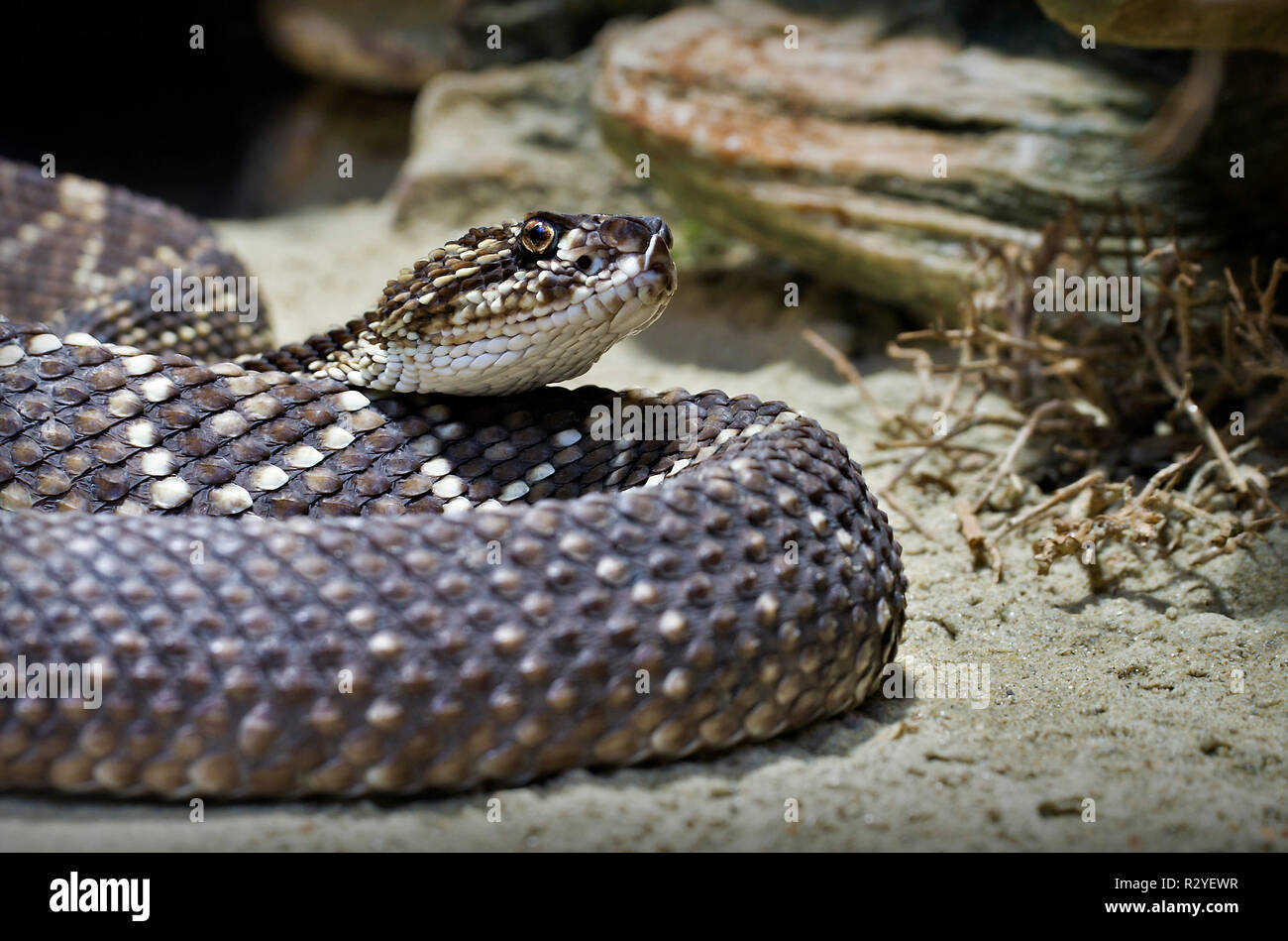 Tropische klapperschlange crotalus durissus hi-res stock photography ...