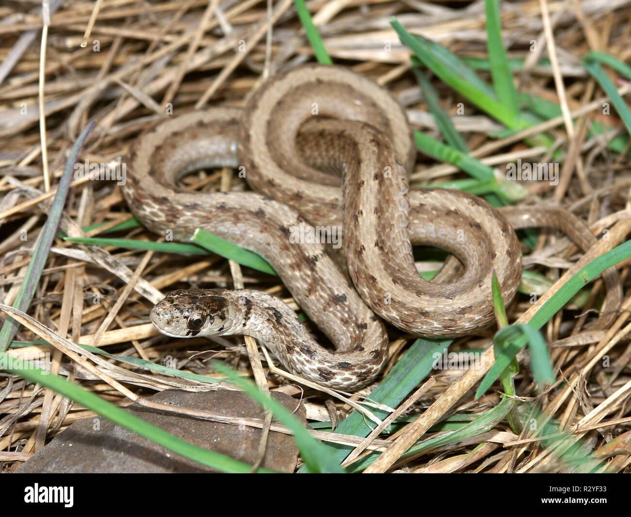 Storeria dekayi hi-res stock photography and images - Alamy