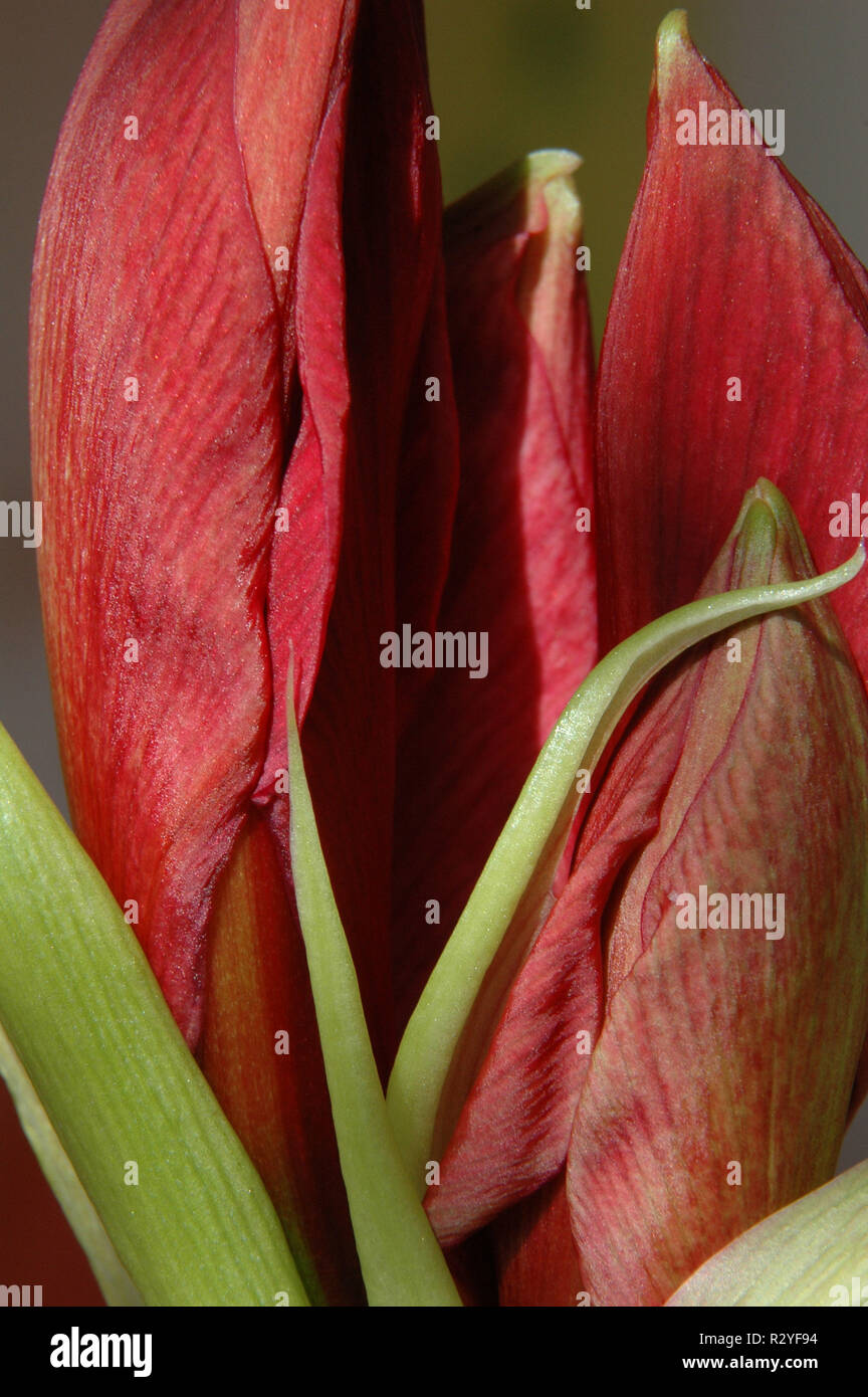 Flowerful hi-res stock photography and images - Alamy