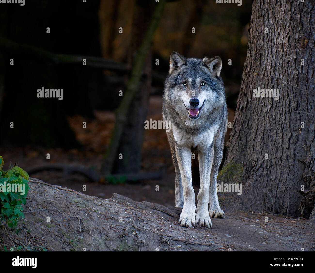 Omegawolf hi-res stock photography and images - Alamy