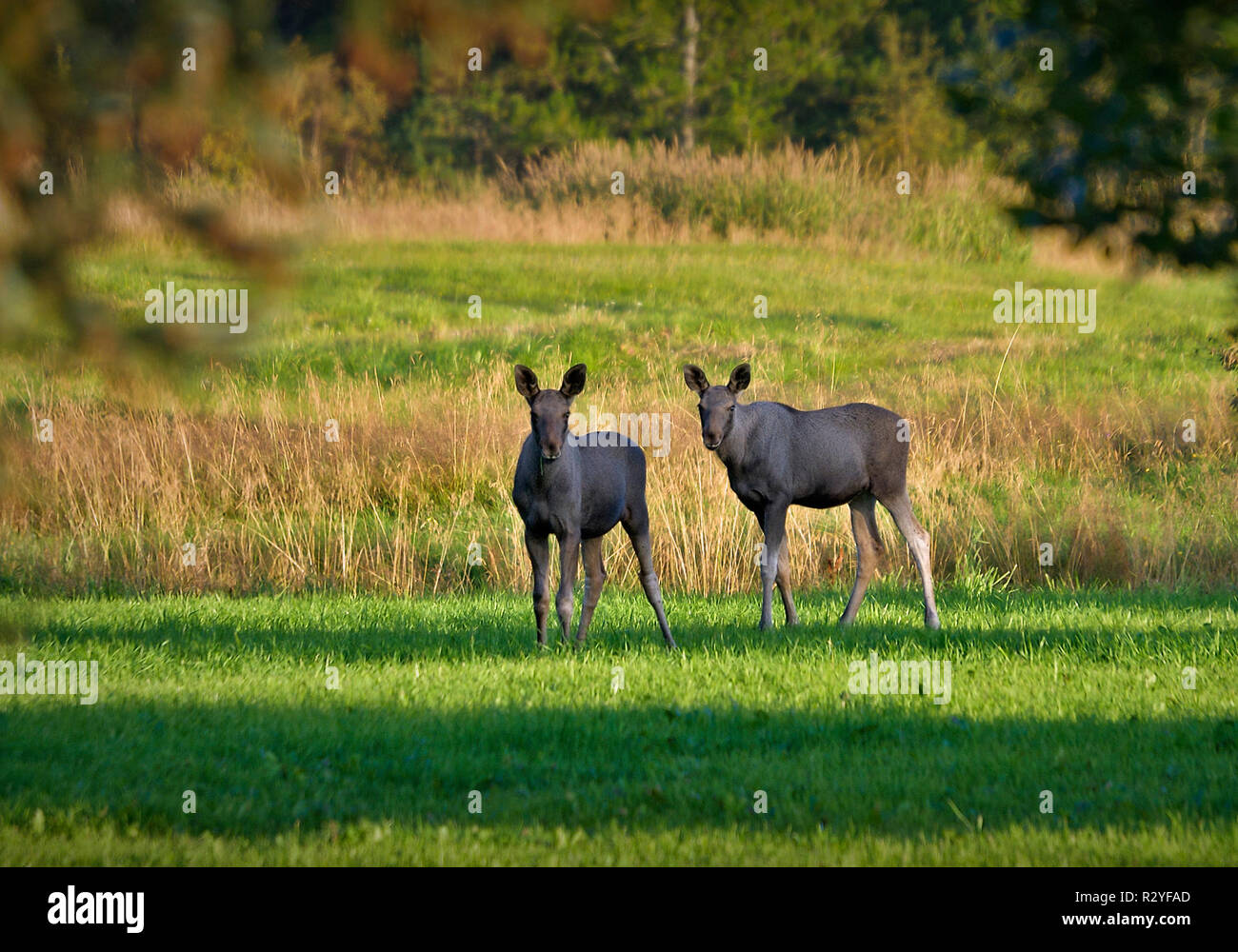 Elchka lber hi-res stock photography and images - Alamy