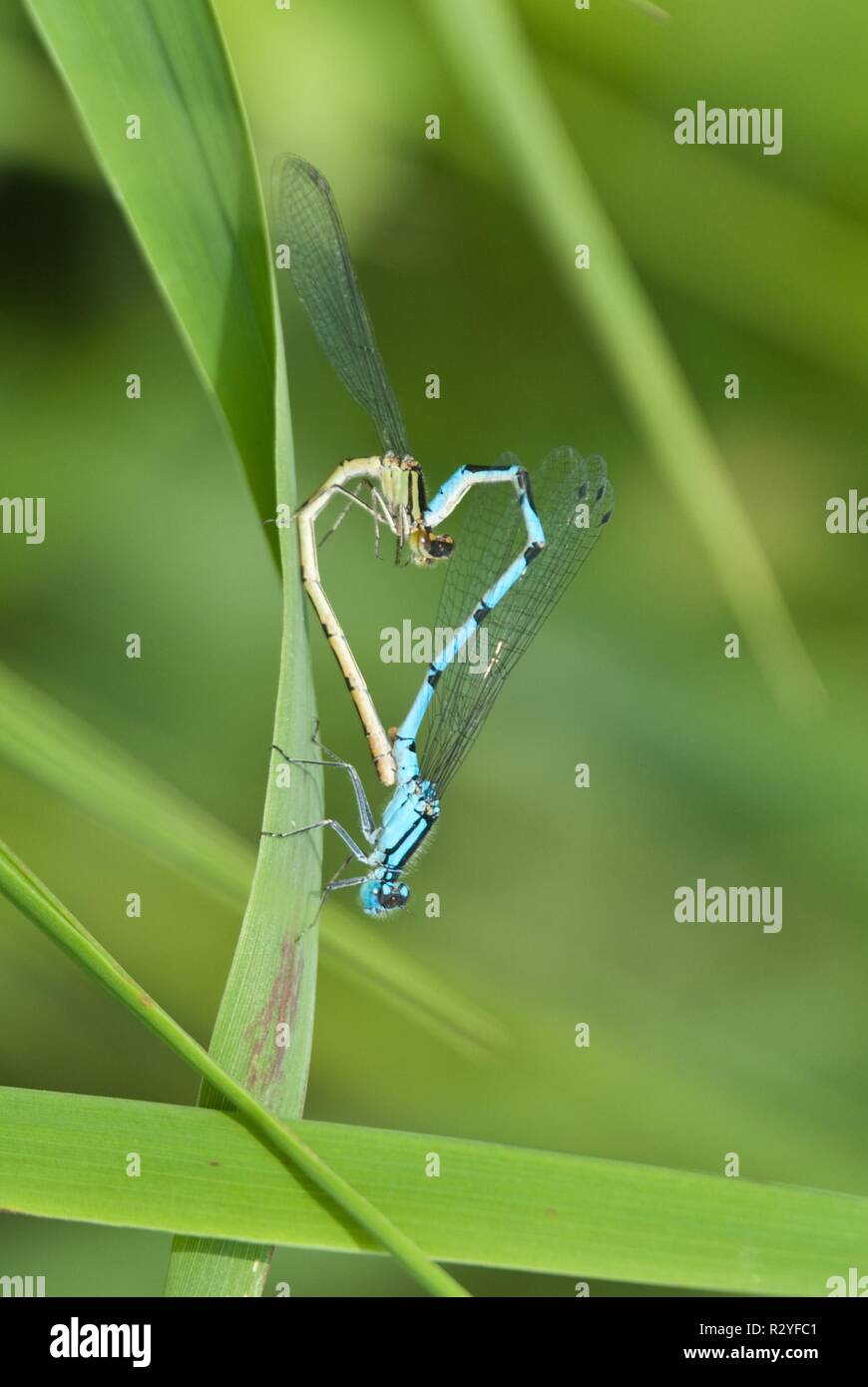 Couple dragonfly hi-res stock photography and images - Alamy
