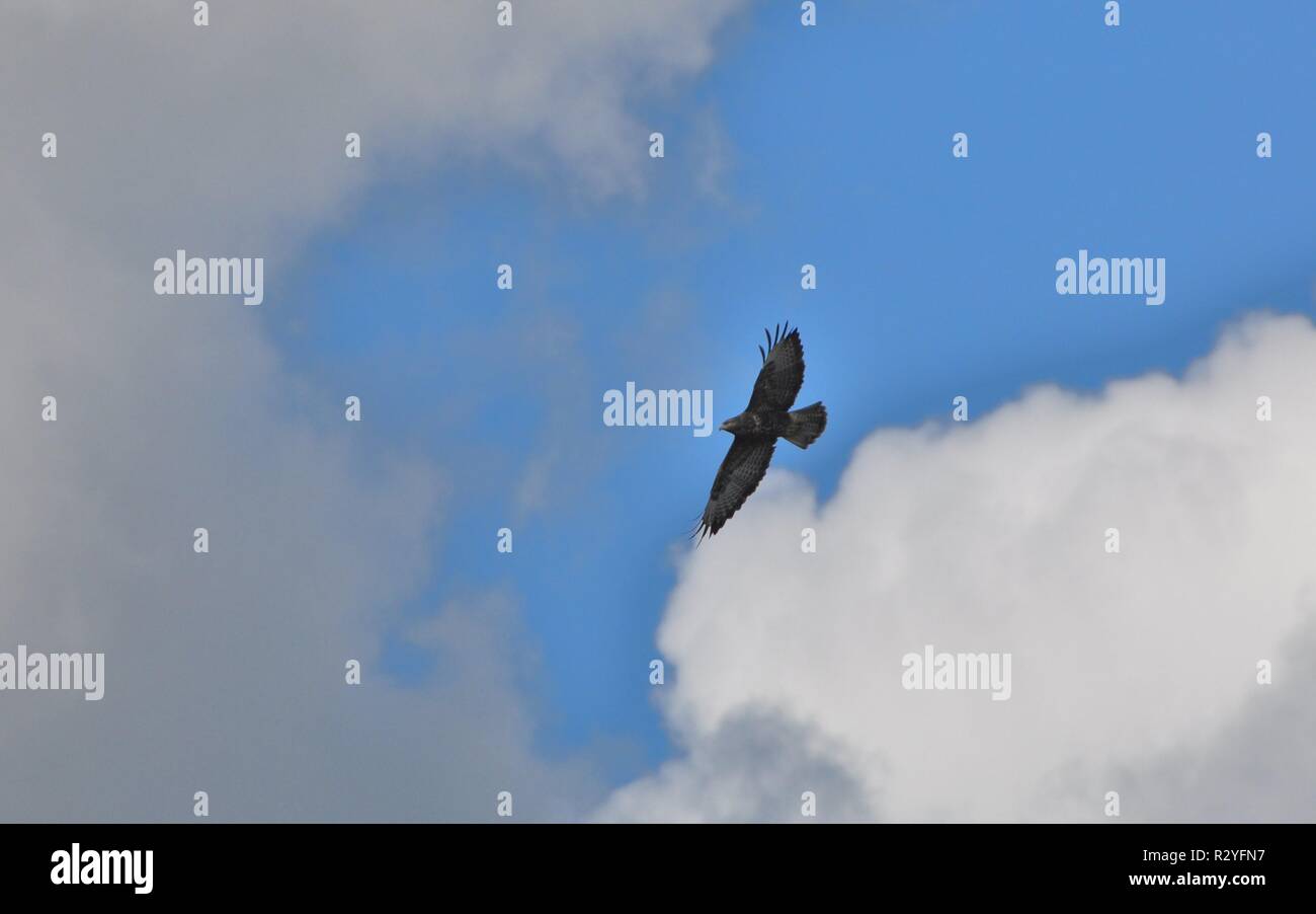 Outdoor raptor hi-res stock photography and images - Alamy