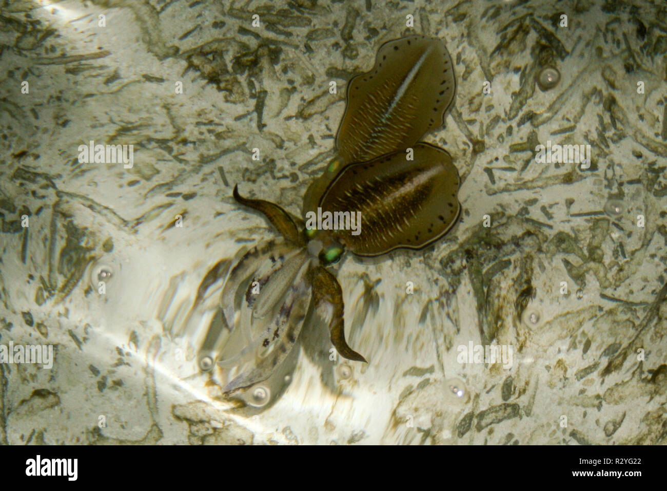 Luminous squid beach hi-res stock photography and images - Alamy