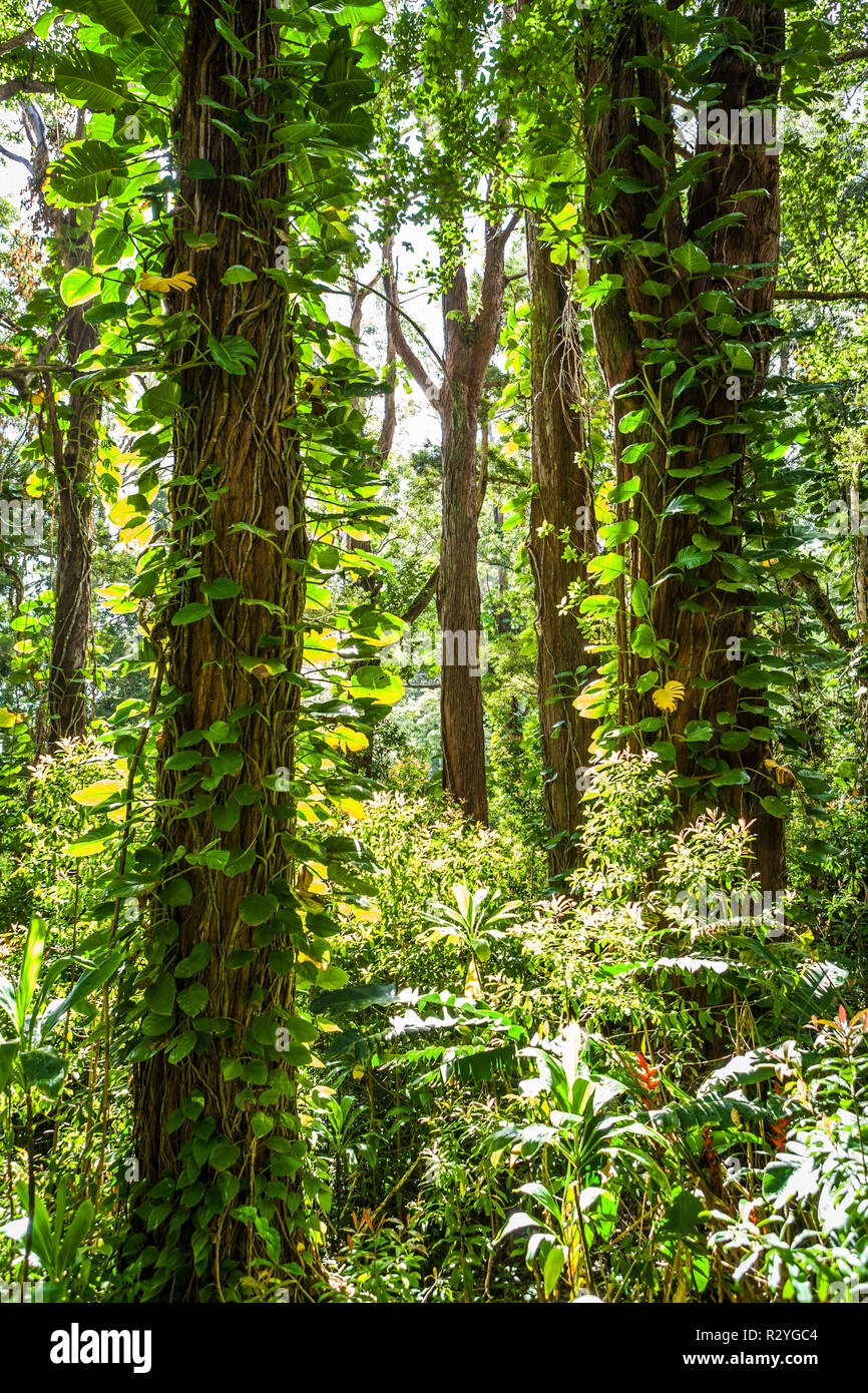 A forest scene on the North side of Maui, Hawaii in the Koolau Forest ...