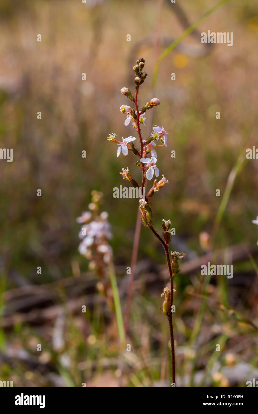 Trigger grass hi-res stock photography and images - Alamy