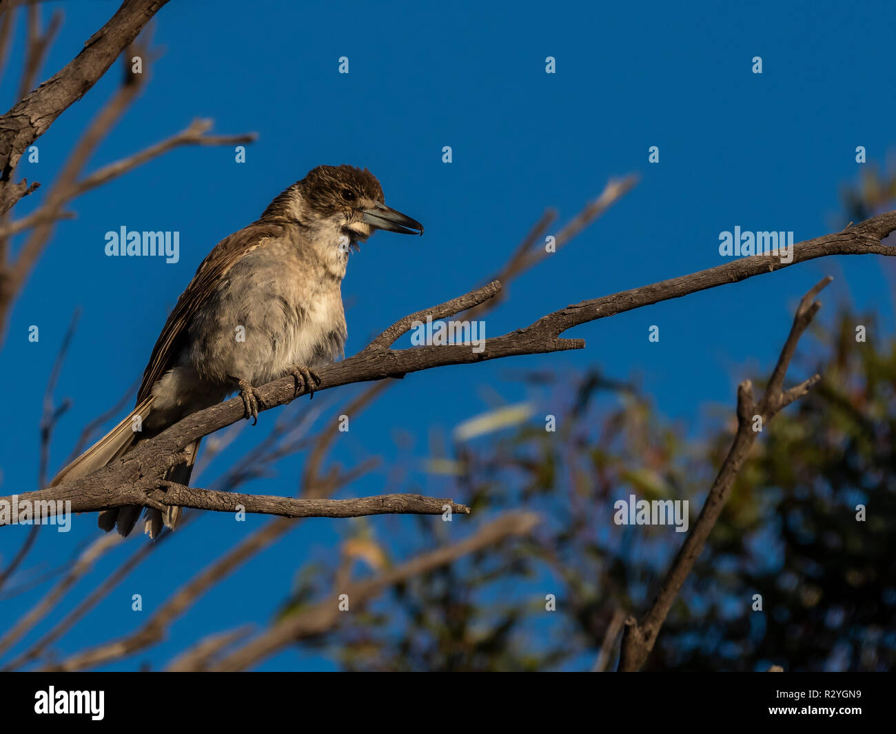 Australian butcherbird close up hi-res stock photography and images - Alamy