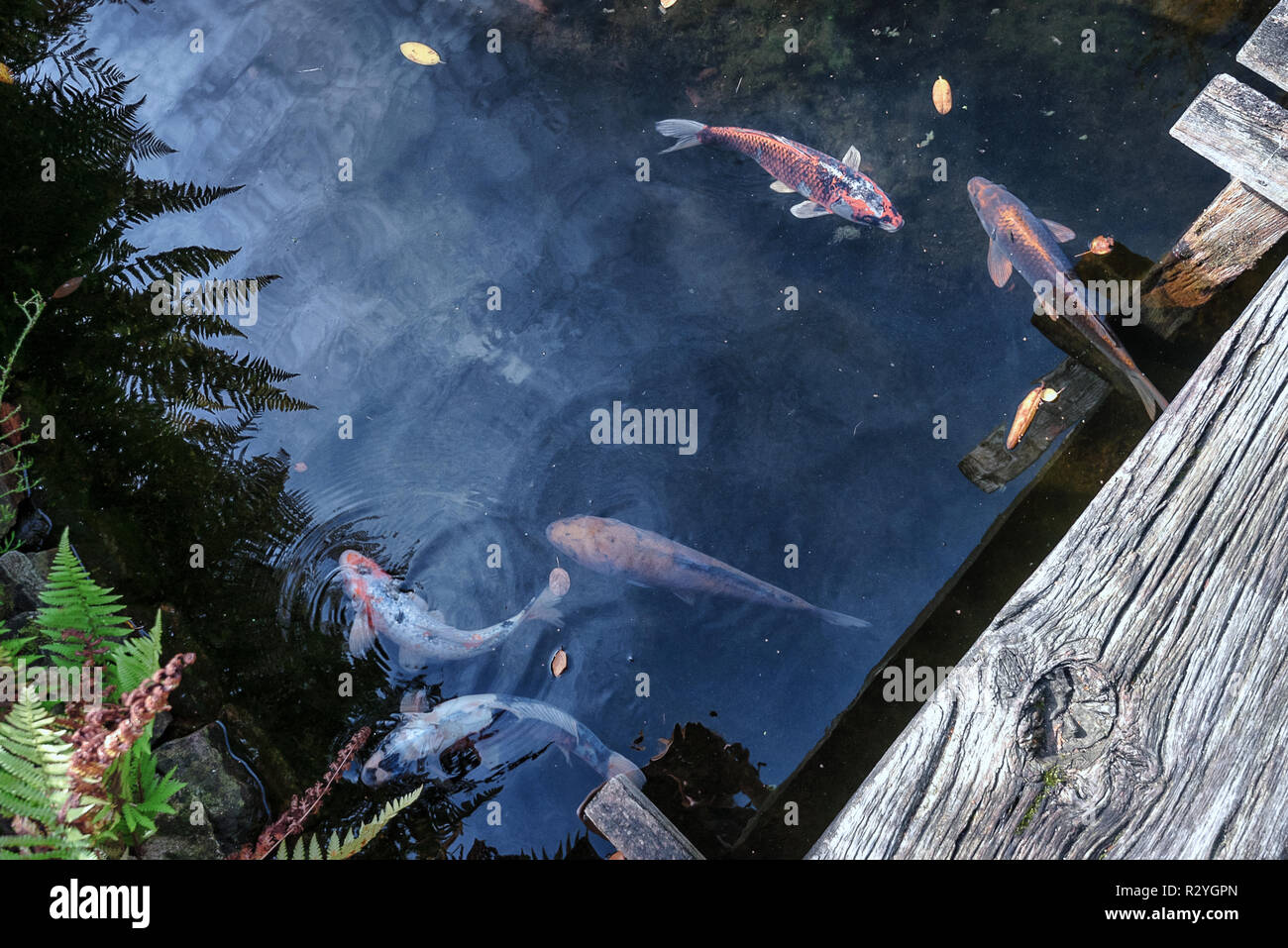 Small Koi carp in the pond of the park somewhere in the Netherlands ...