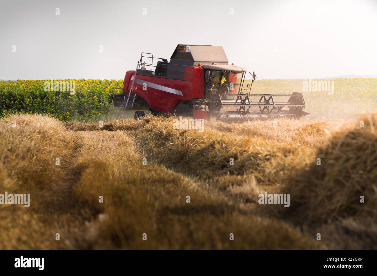 Harvesting of wheat fields with combine Stock Photo - Alamy